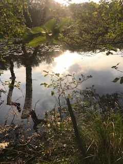 Menneskesyn og tilgang - Livstræet – psykologisk praksis